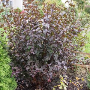 Arbuste persistant pourpre - fleur de passion