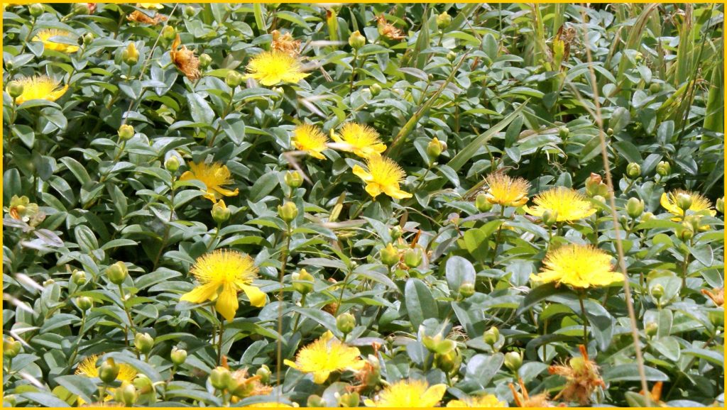 Millepertuis rampant talus - fleur de passion