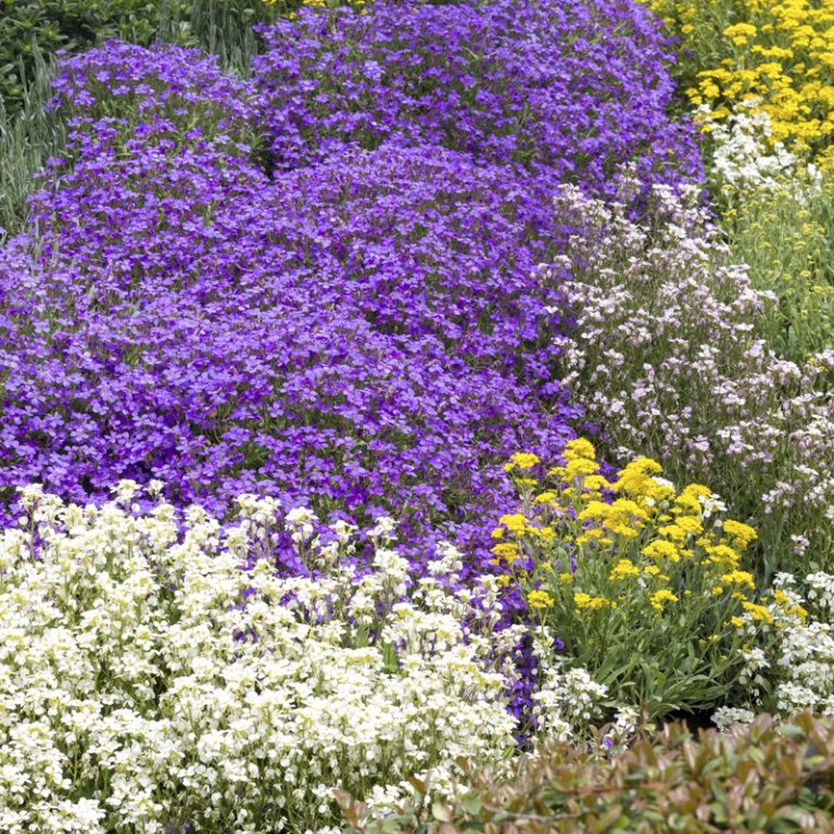 Plantes vivaces pour talus - fleur de passion