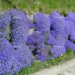 Plante vivace couvre sol persistant - fleur de passion