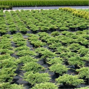 Plantes pour talus baché - fleur de passion