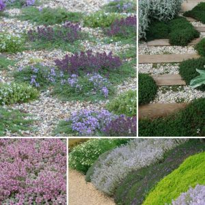 Plantes couvre sol persistant pour talus - fleur de passion